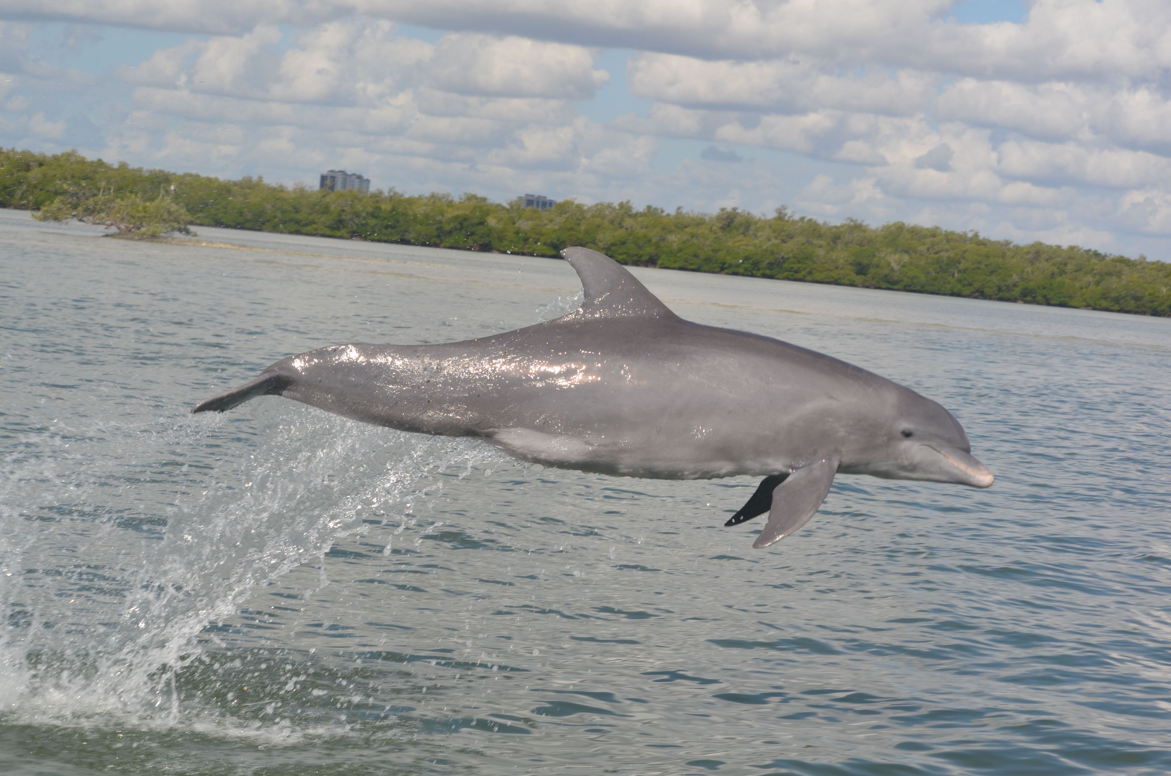 3 Days in Naples, Marco Island and The Everglades | Northstar Meetings ...